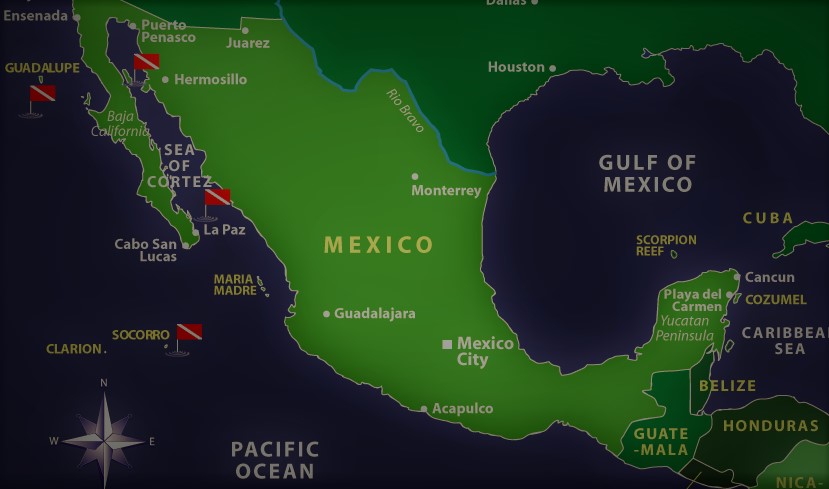 🌊 Mar de Cortes. Todo sobre el acuario del mundo.- El Blog del Buzo