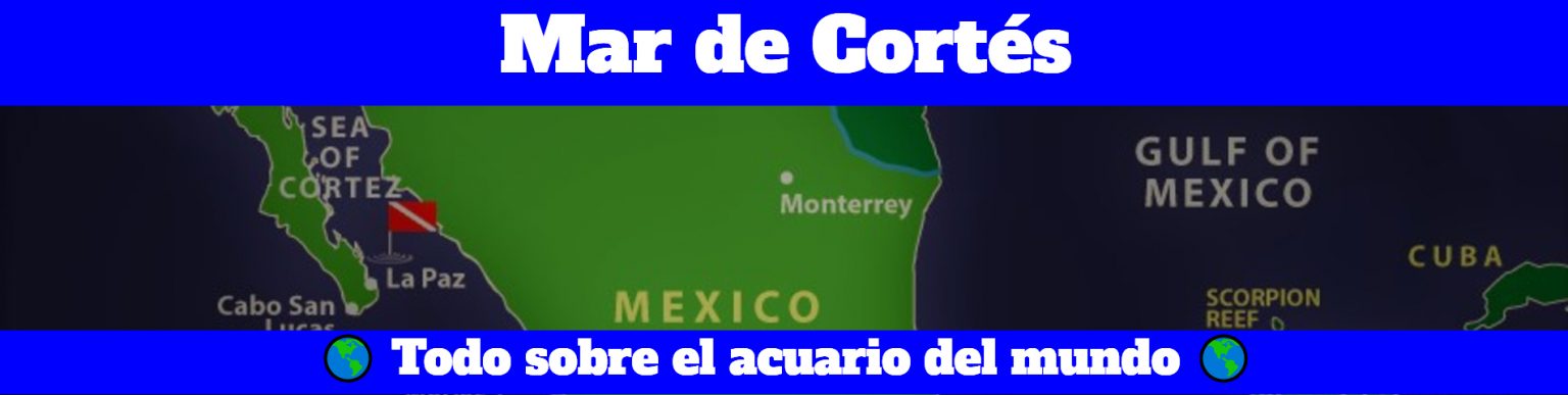 ? Mar de Cortes. Todo sobre el acuario del mundo.- El Blog del Buzo